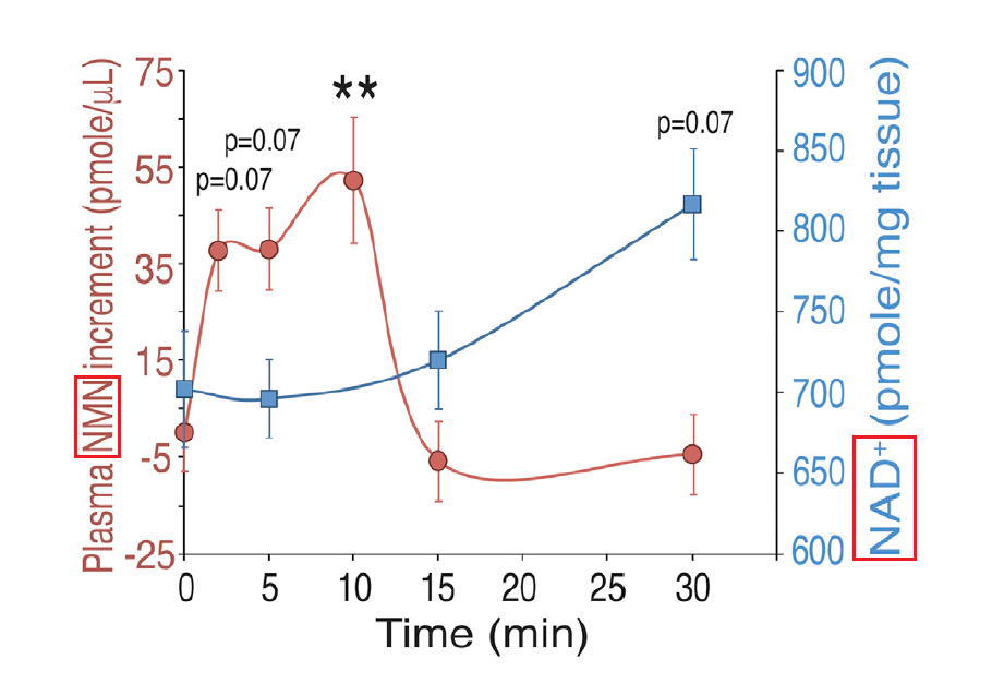 火爆全球的NMN，背后的作用原理究竟是什么？-NMN中国官方网站